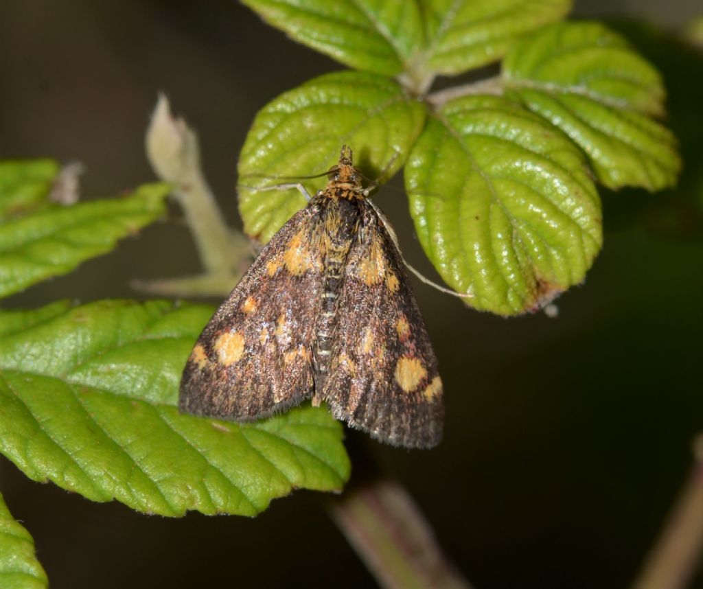 Crambidae? Si: Pyrausta aurata , Natura Mediterraneo | Forum Naturalistico