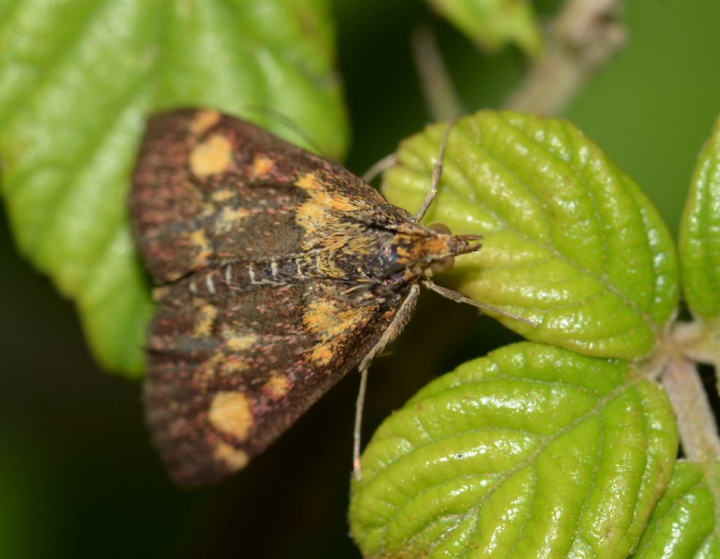 Crambidae? Si: Pyrausta aurata , Natura Mediterraneo | Forum Naturalistico