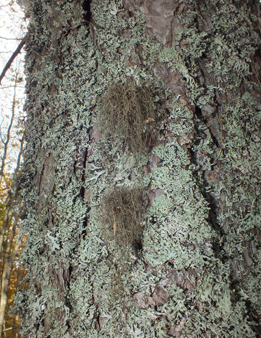 Bryoria sp. , Natura Mediterraneo | Forum Naturalistico