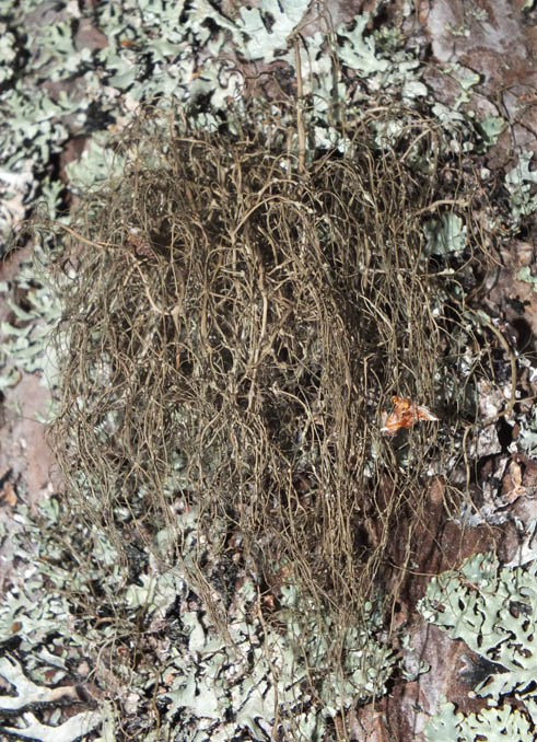 Bryoria sp. , Natura Mediterraneo | Forum Naturalistico