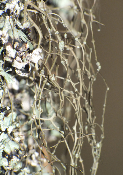 Bryoria sp. , Natura Mediterraneo | Forum Naturalistico