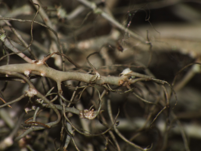 Bryoria sp. , Natura Mediterraneo | Forum Naturalistico