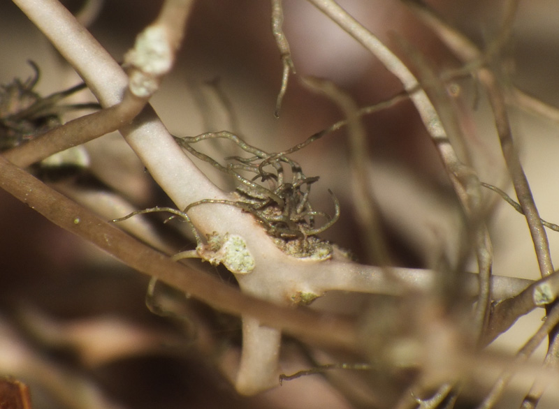Bryoria sp. , Natura Mediterraneo | Forum Naturalistico