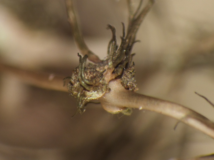 Bryoria sp. , Natura Mediterraneo | Forum Naturalistico