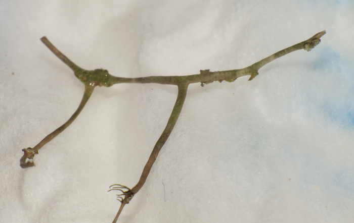 Bryoria sp. , Natura Mediterraneo | Forum Naturalistico