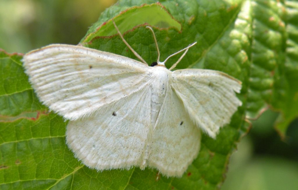 Scopula subpunctaria? , Natura Mediterraneo | Forum Naturalistico