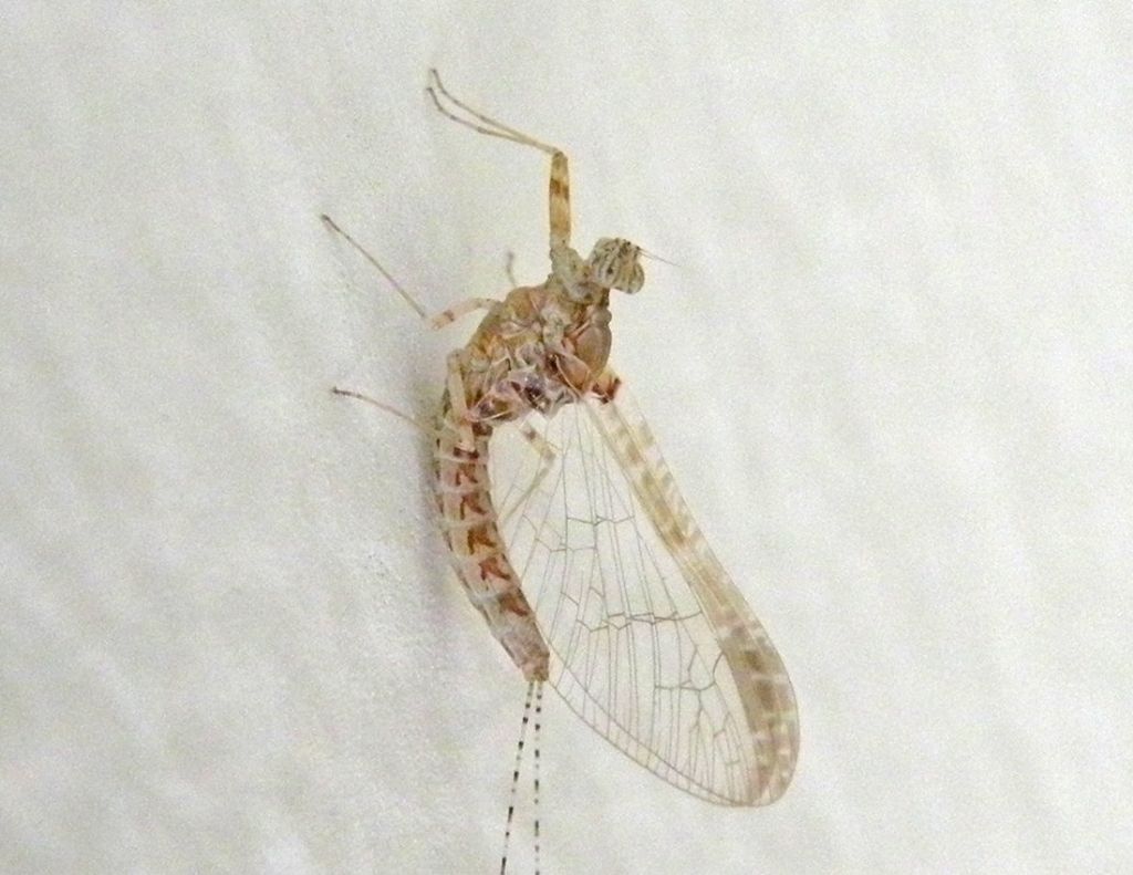 Effimera olimpionica , Natura Mediterraneo | Forum Naturalistico