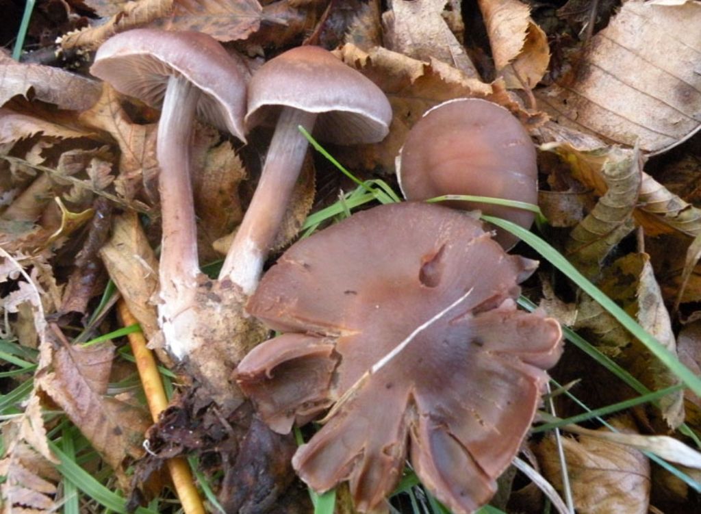 Forse Dermoloma sp? , Natura Mediterraneo | Forum Naturalistico