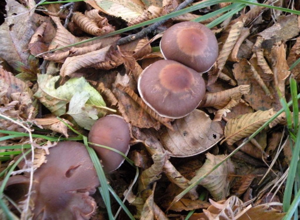 Forse Dermoloma sp? , Natura Mediterraneo | Forum Naturalistico