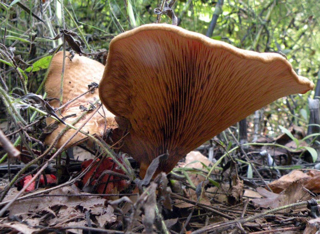 Paxillus rubicundulus? , Natura Mediterraneo | Forum Naturalistico