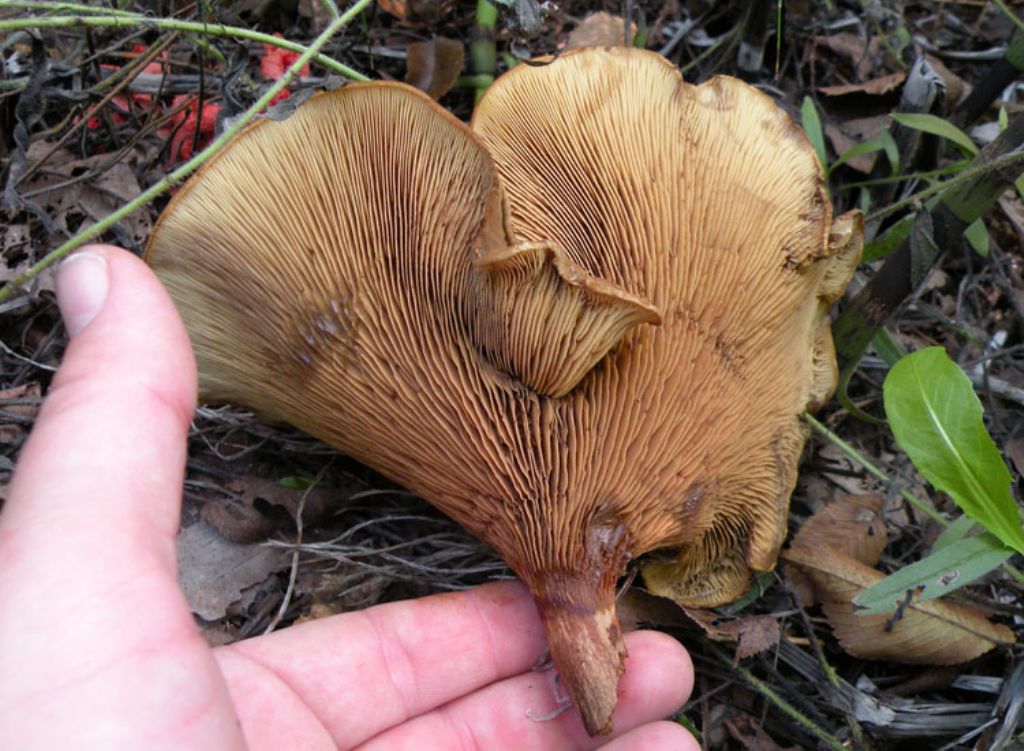 Paxillus rubicundulus? , Natura Mediterraneo | Forum Naturalistico