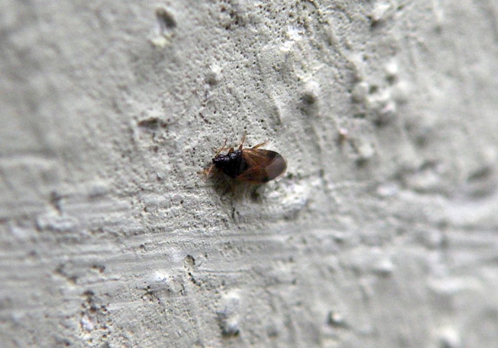 Orius minutus? , Natura Mediterraneo | Forum Naturalistico