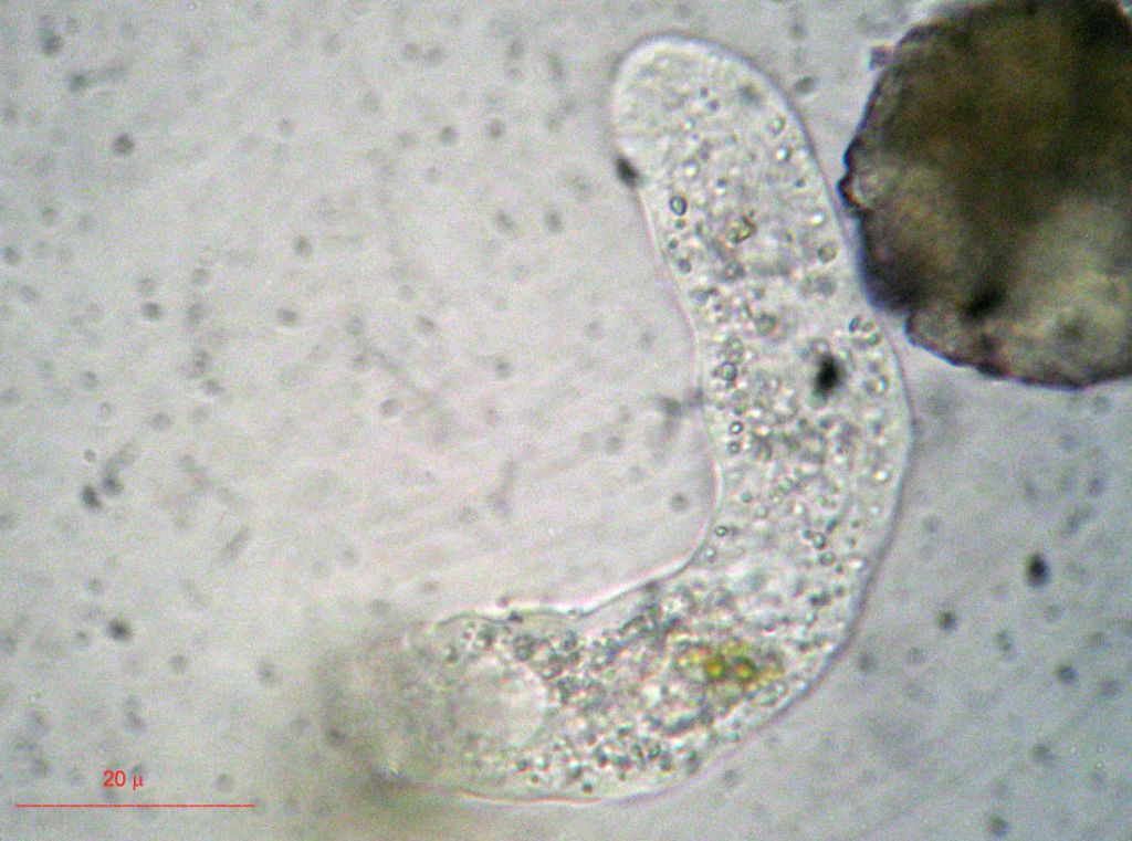 Amebe senza pretese , Natura Mediterraneo | Forum Naturalistico