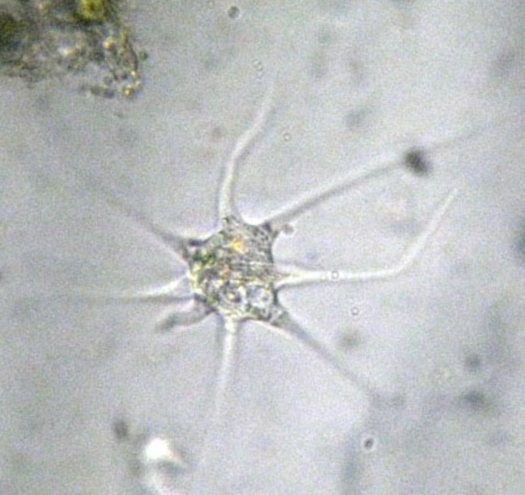 Amebe senza pretese , Natura Mediterraneo | Forum Naturalistico