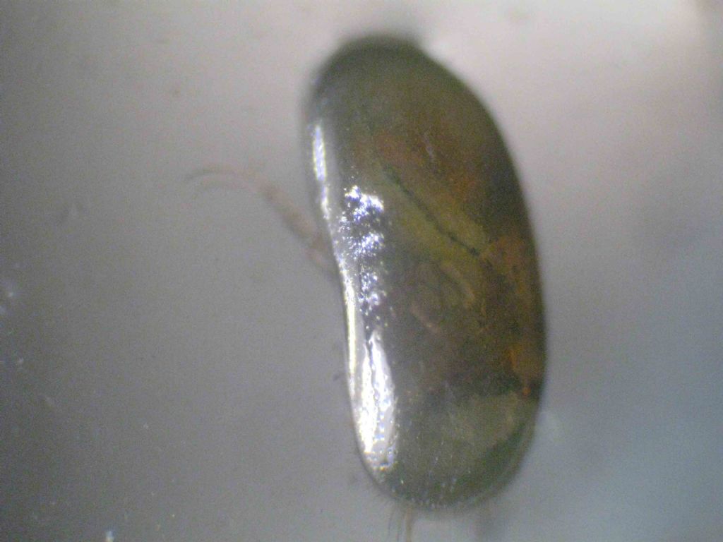 I colori degli ostracodi , Natura Mediterraneo | Forum Naturalistico