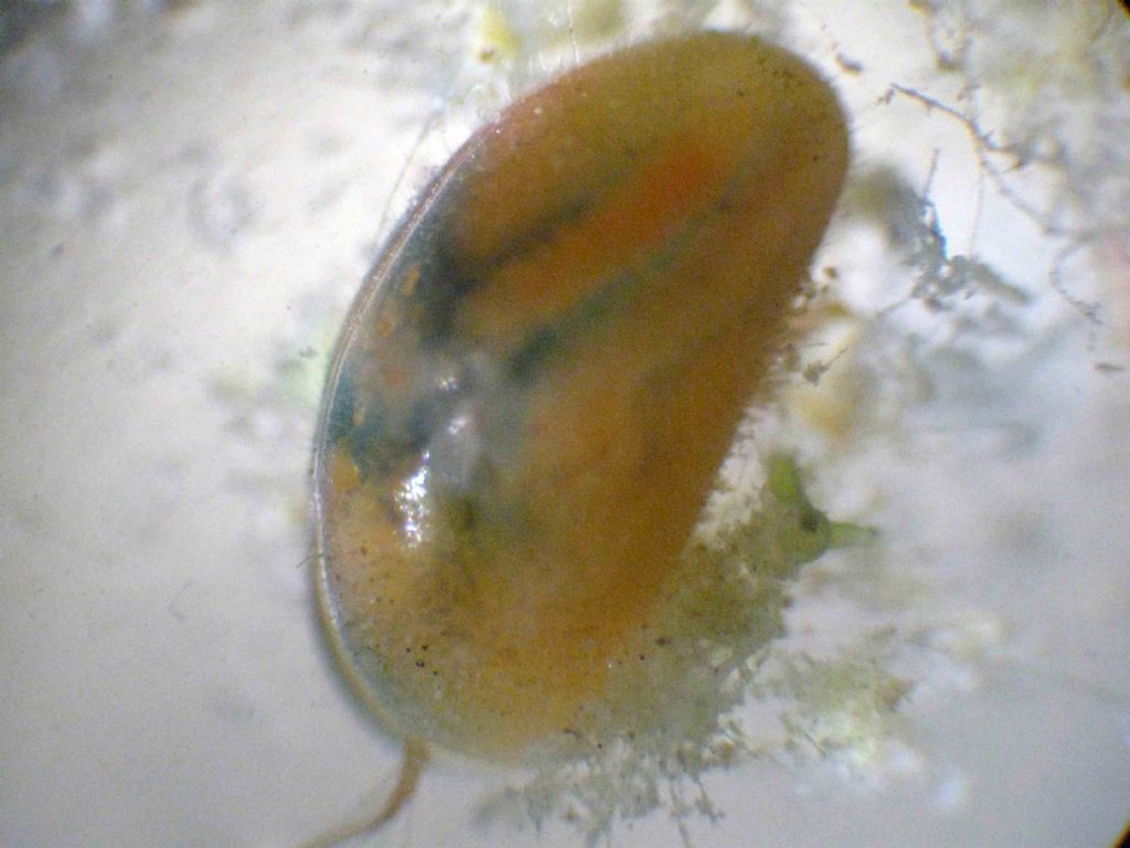 I colori degli ostracodi , Natura Mediterraneo | Forum Naturalistico