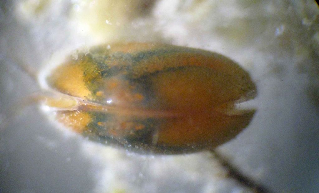 I colori degli ostracodi , Natura Mediterraneo | Forum Naturalistico