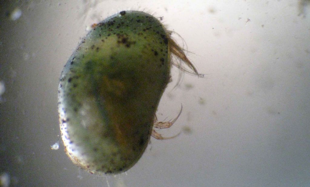 I colori degli ostracodi , Natura Mediterraneo | Forum Naturalistico