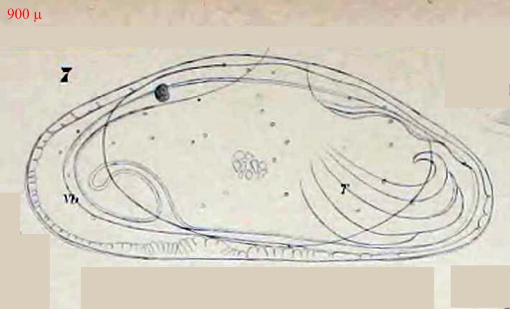 Proviamoci con gli Ostracodi marini , Natura Mediterraneo | Forum ...