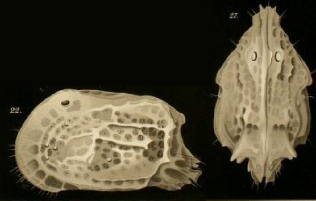 Proviamoci con gli Ostracodi marini , Natura Mediterraneo | Forum ...