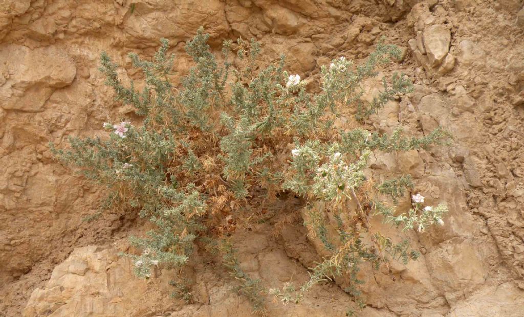 I fiori di Gerico , Natura Mediterraneo | Forum Naturalistico