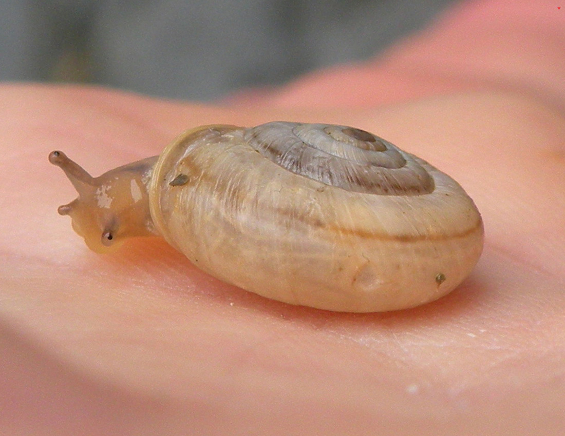 Zonitidae? , Natura Mediterraneo | Forum Naturalistico
