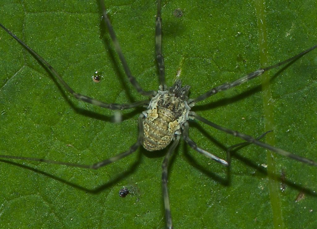 Opilioni Madonna dell'Acero (BO) , Natura Mediterraneo | Forum ...