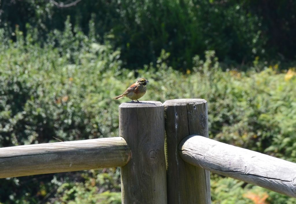 uccellino da identificare , Natura Mediterraneo | Forum Naturalistico