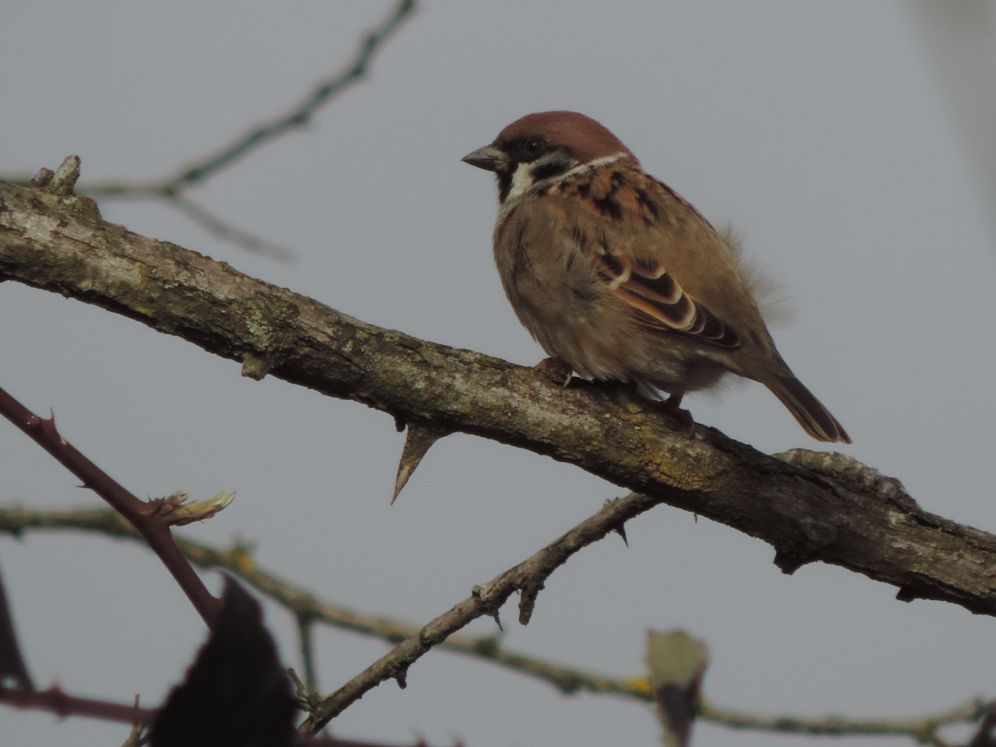 Passere mattugie , Natura Mediterraneo | Forum Naturalistico