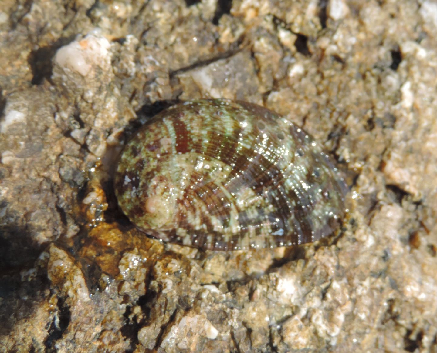 Haliotis dalla Corsica da identificare , Natura Mediterraneo | Forum ...