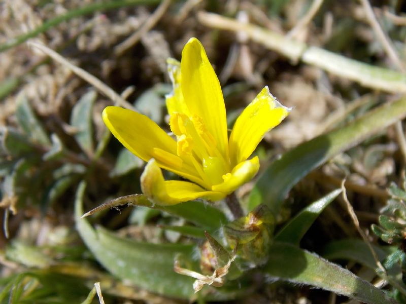 Gagea da confermare. , Natura Mediterraneo | Forum Naturalistico