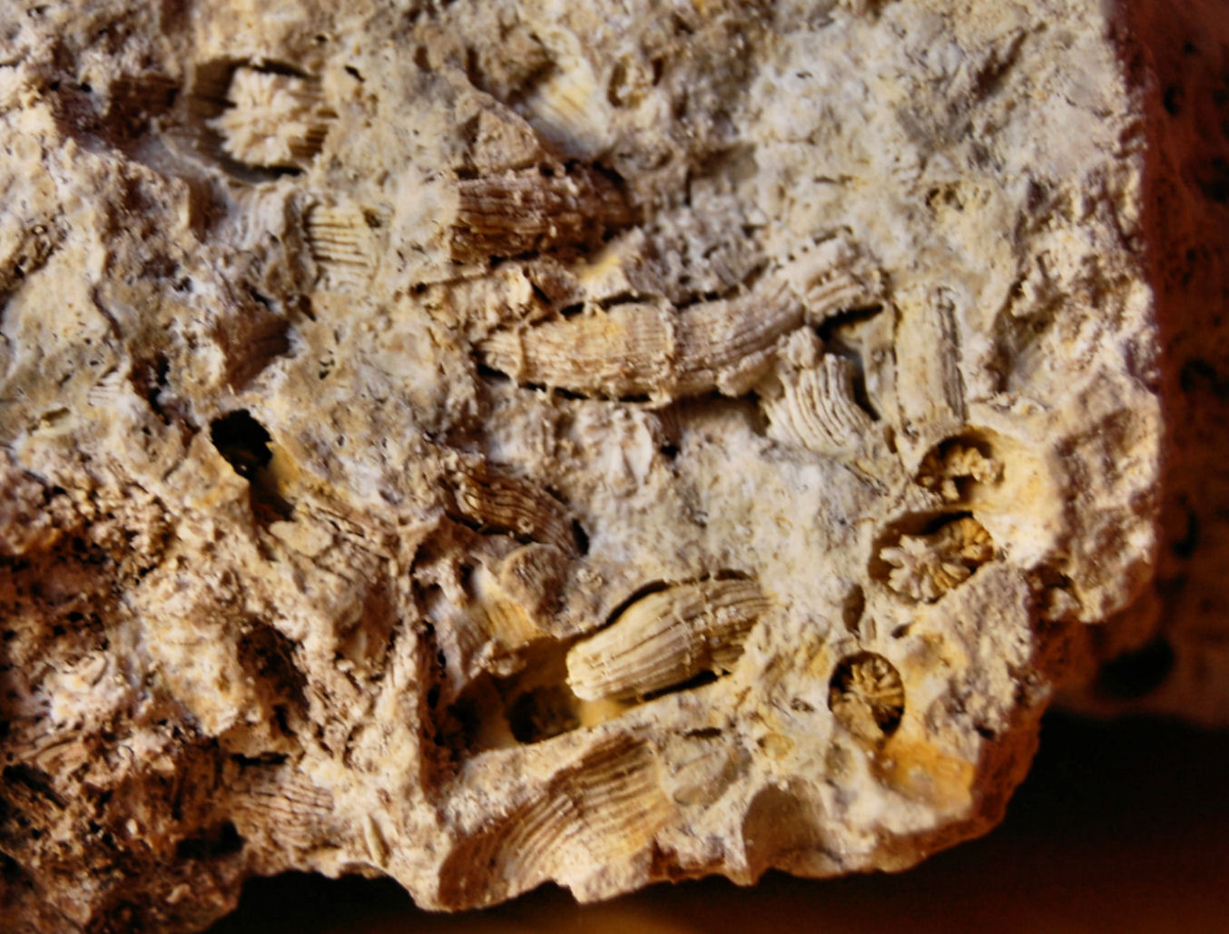 belemniti?? , Natura Mediterraneo | Forum Naturalistico