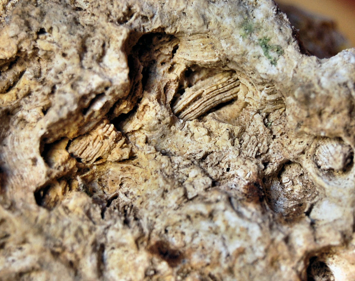 belemniti?? , Natura Mediterraneo | Forum Naturalistico