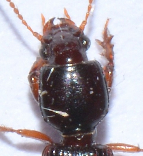 Carabidae: Clivina fossor o collaris? Clivina fossor , Natura ...