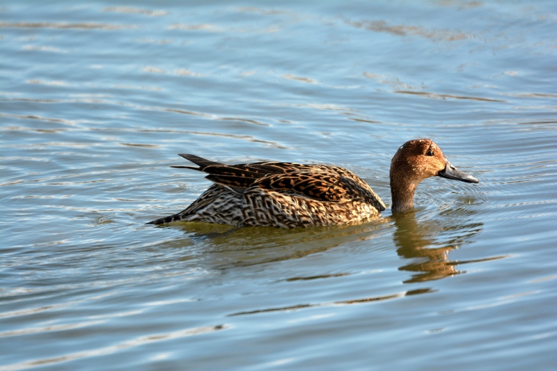 Codoni maschio e femmina , Natura Mediterraneo | Forum Naturalistico