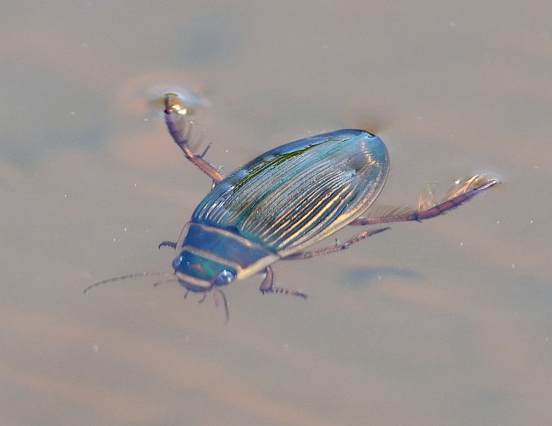 Dytiscus marginalis ssp. marginalis , Natura Mediterraneo | Forum ...
