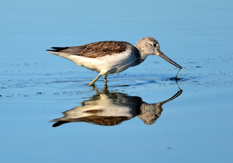 Pantana , Natura Mediterraneo | Forum Naturalistico