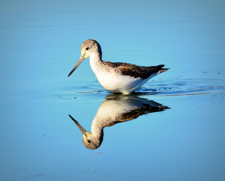 Pantana , Natura Mediterraneo | Forum Naturalistico
