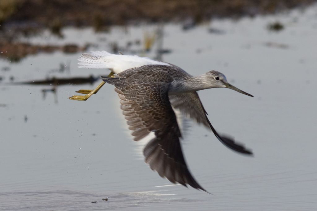 Totano Zampegialle Maggiore? No, Pantana (Tringa nebularia) , Natura ...