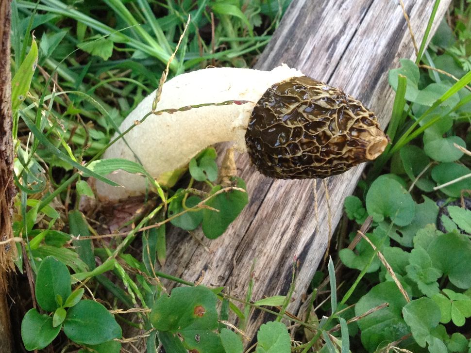 spugnola... , Natura Mediterraneo | Forum Naturalistico