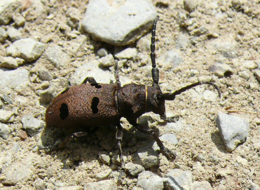 Cerambicidae: Herophila tristis , Natura Mediterraneo | Forum Naturalistico
