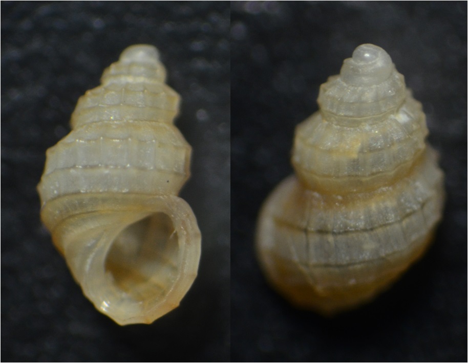 alvania cf. cathrella, rudis, ¿? , Natura Mediterraneo | Forum ...