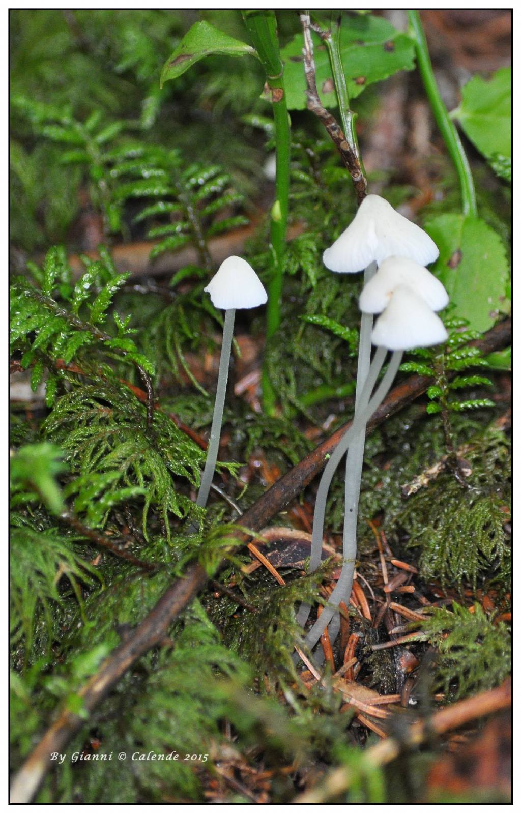Quali funghetti? , Natura Mediterraneo | Forum Naturalistico