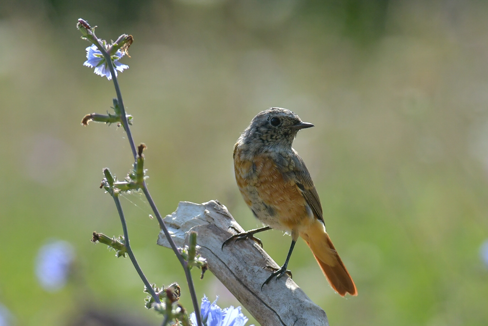 Codirosso comune, giovane , Natura Mediterraneo | Forum Naturalistico