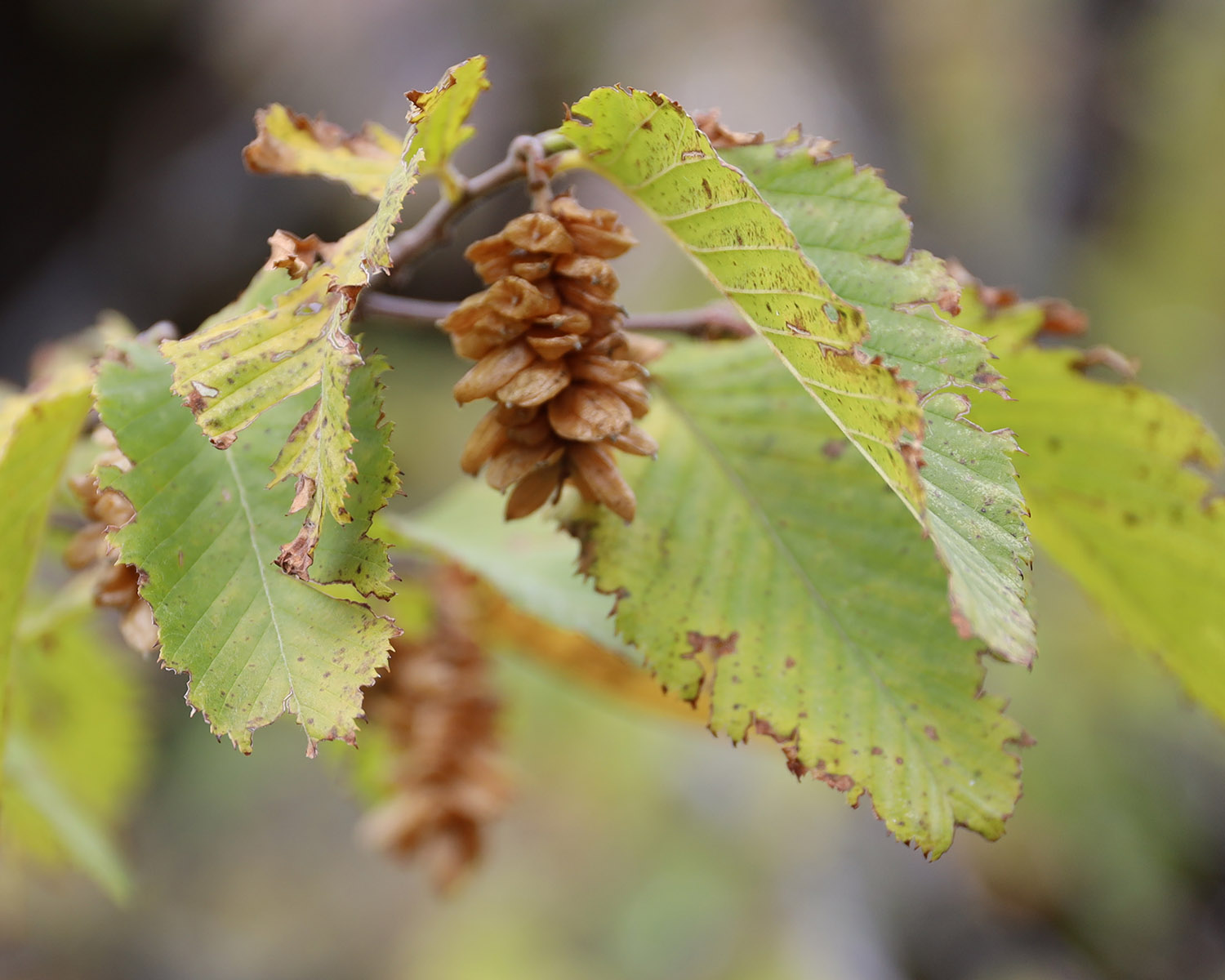 Carpino , Natura Mediterraneo | Forum Naturalistico