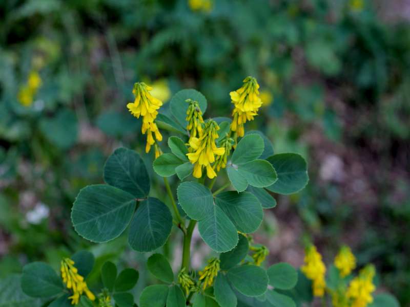 Melilotus sp. , Natura Mediterraneo | Forum Naturalistico