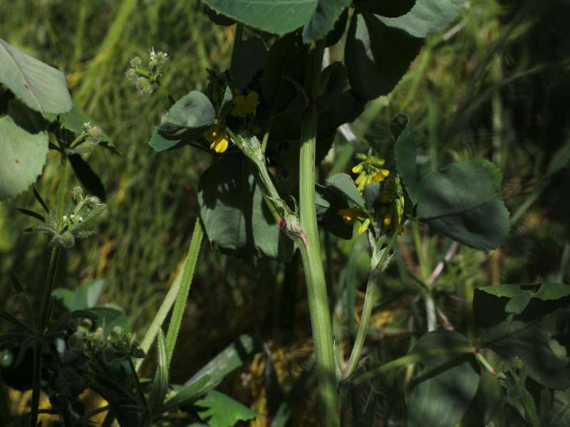 Melilotus sp. , Natura Mediterraneo | Forum Naturalistico