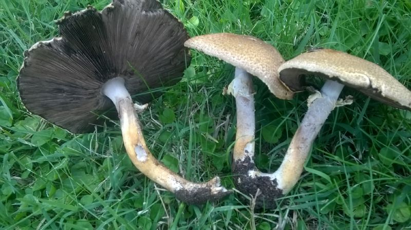 Agaricus sp.2 , Natura Mediterraneo | Forum Naturalistico