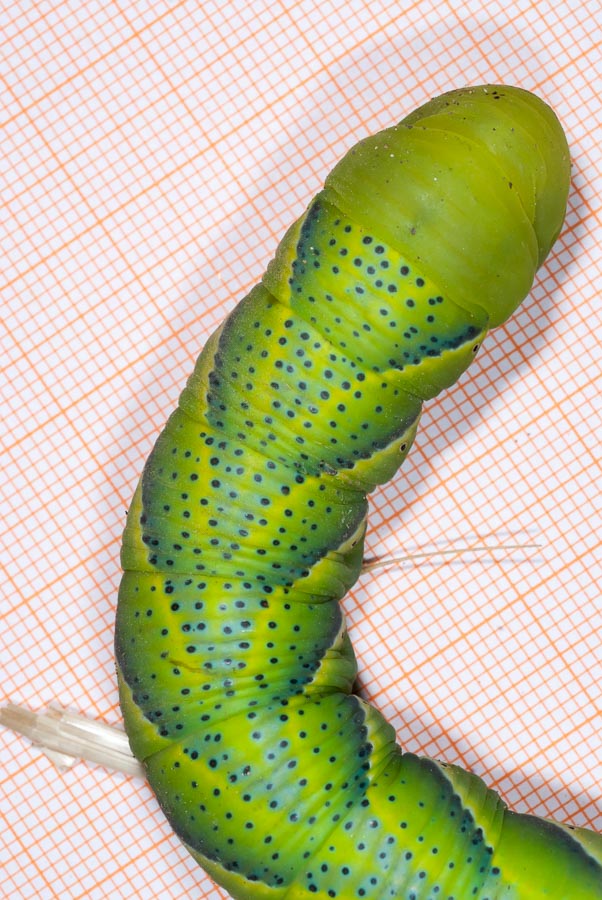 Bruco gigantesco: Acherontia atropos (Spingidae) , Natura Mediterraneo ...