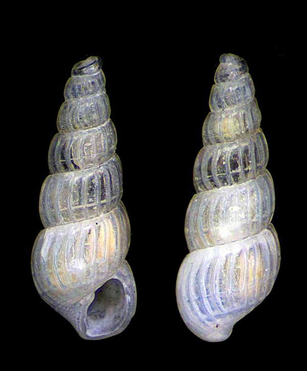 Parthenina , Natura Mediterraneo | Forum Naturalistico